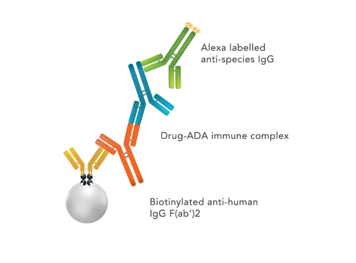Invitrogen™ SeeBlue™ Plus2 Pre-stained Protein Standard