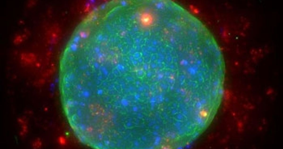 Corning Introduces New 1536-well Spheroid Microplate