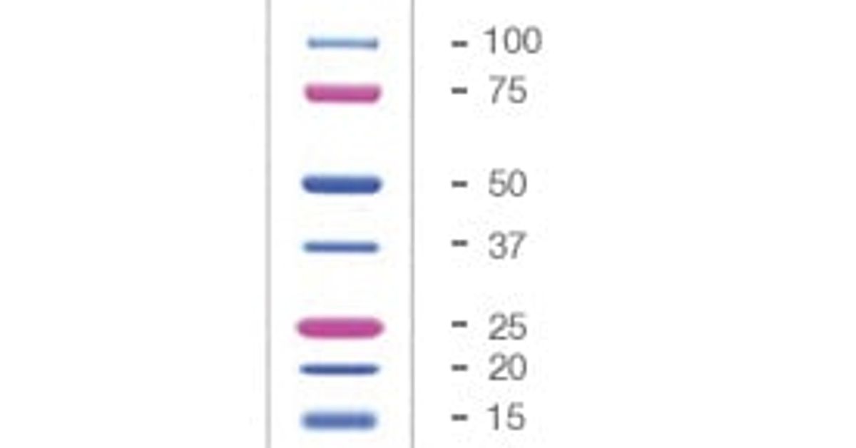 Precision Plus Protein Dual Xtra Prestained #1610377 reviews