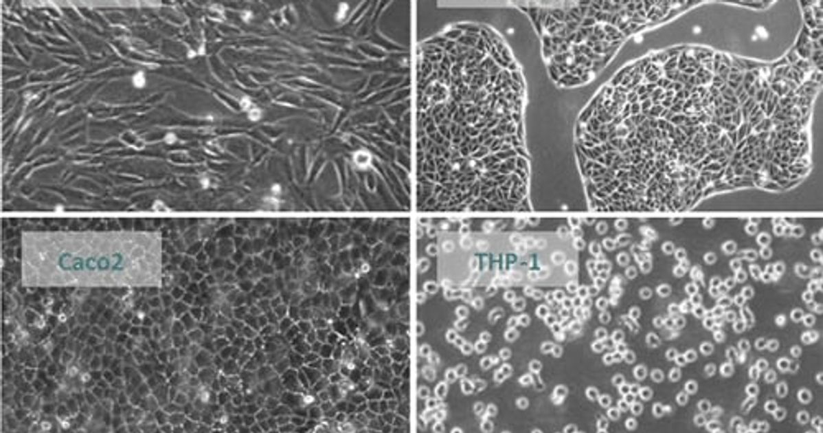 Buy Assay Ready Cells Read Reviews