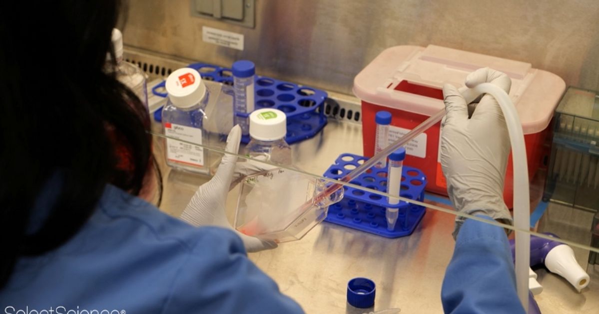 A step-by-step workflow for a beta actin knock-in experiment in an ...