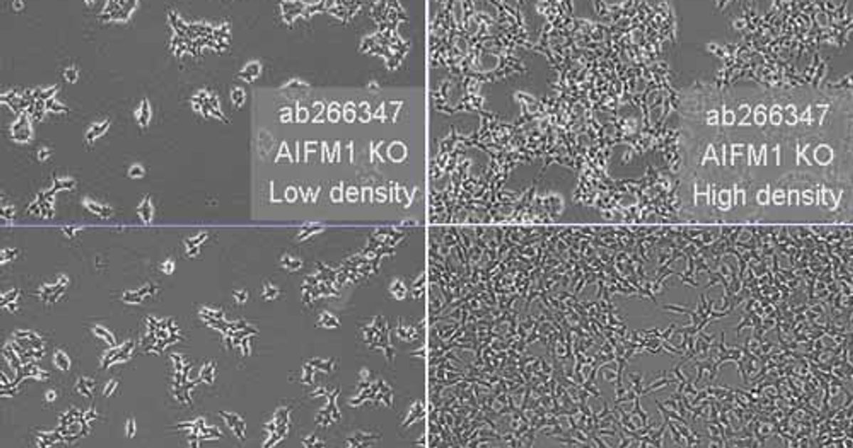 Human AIFM1 (AIF) knockout HEK293T cell line | SelectScience