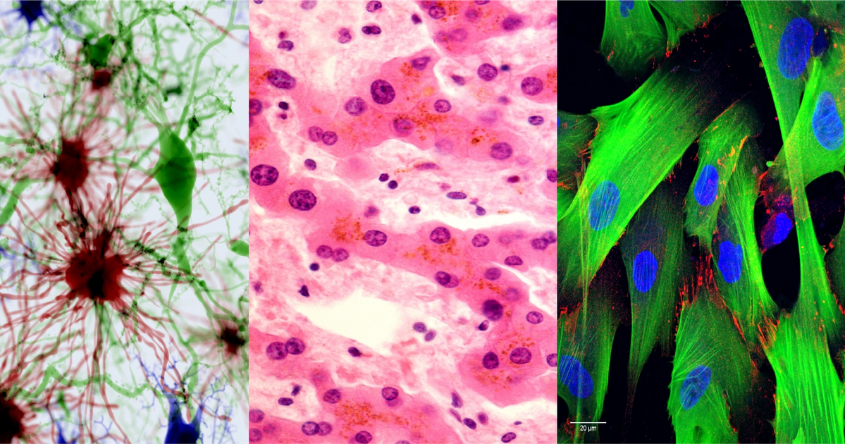 Ready-to-use hiPSC-derived cells help optimize lab workflows