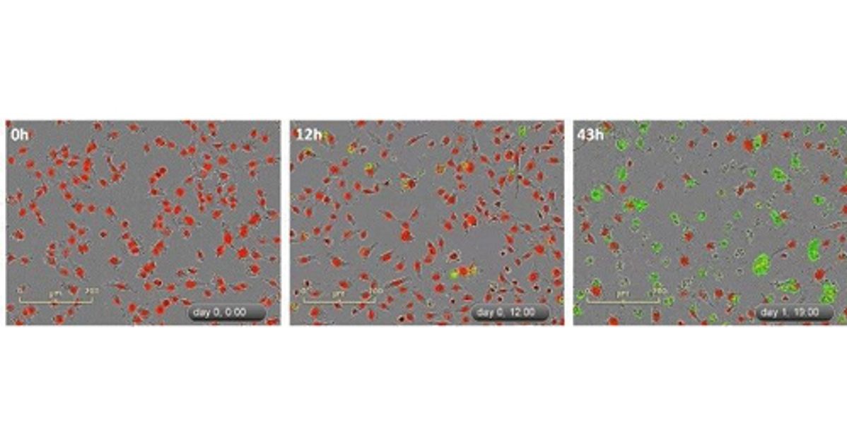 Incucyte Cell Health & Viability Assays reviews