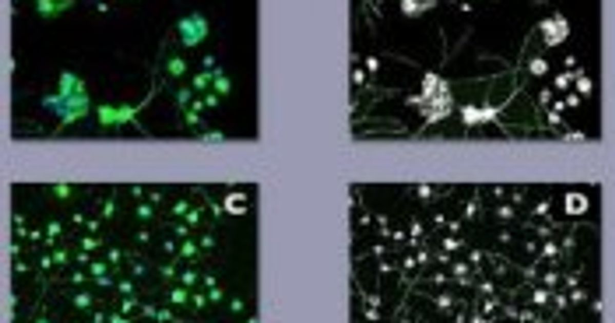 Neuroscreen™-1 Cells, Academic Package reviews