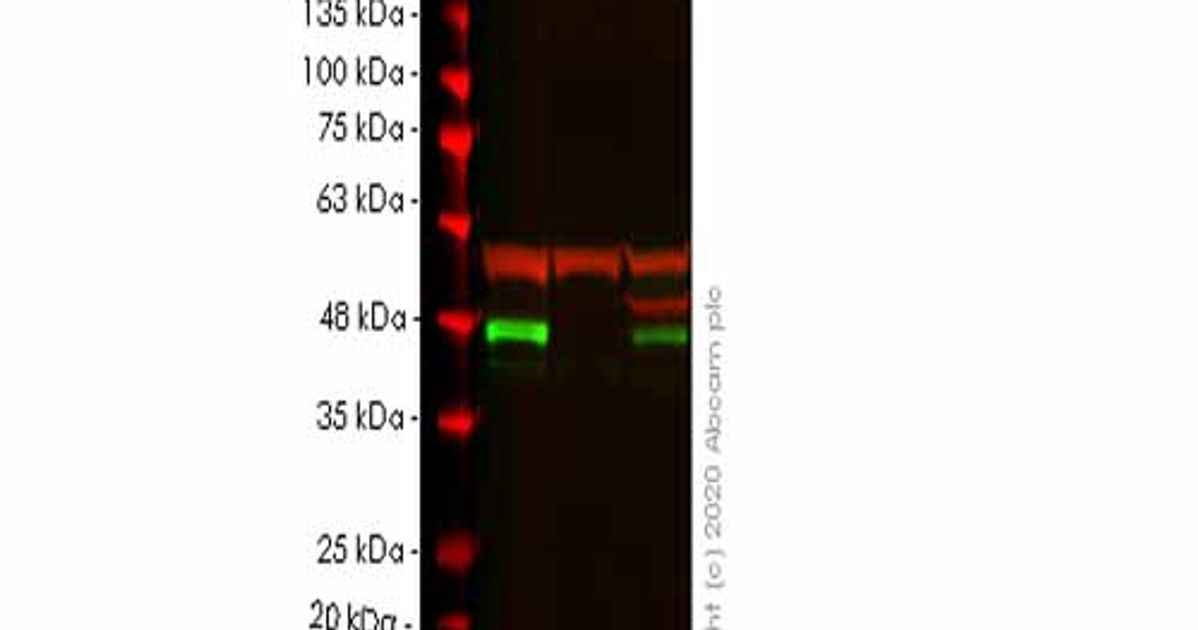Human BMI1 knockout HEK293T cell line | SelectScience