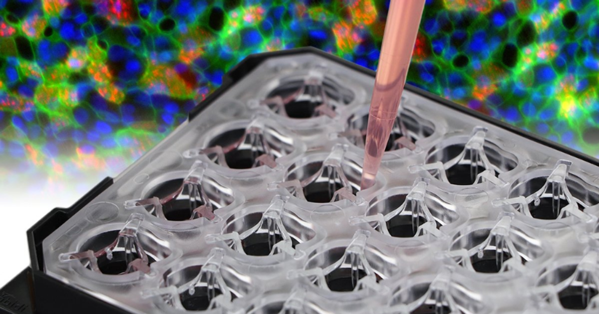 ibidi introduces the µ-Plate 24 Well for membrane inserts