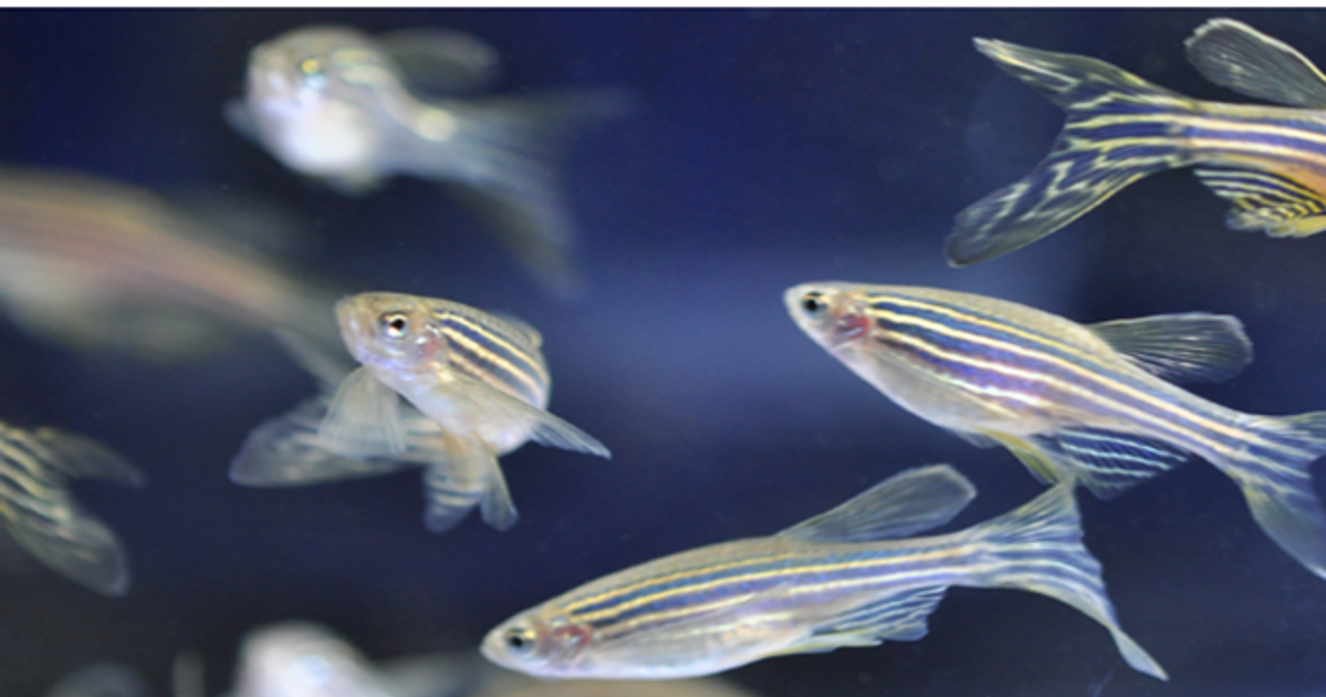Zebrafish aquatic tank reprocessing
