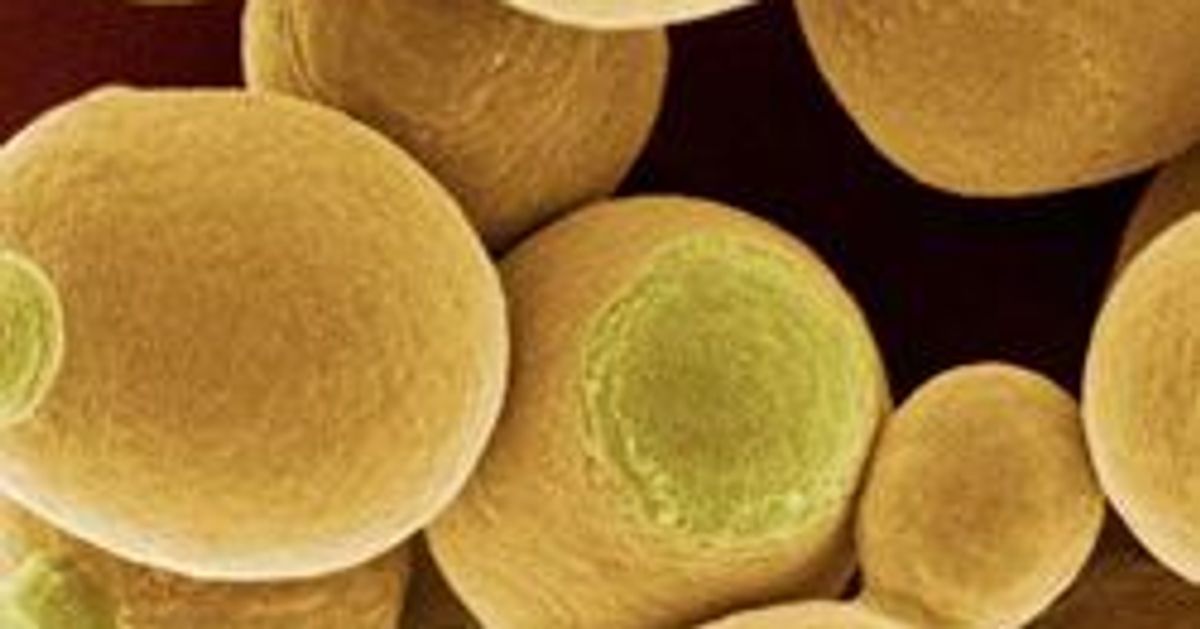 Cambio now supplies Epicentre’s new Ribo-Zero™ Magnetic Gold and ...