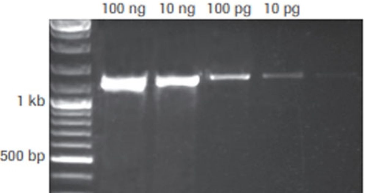 Buy KAPA2G Fast PCR Kits Read Reviews