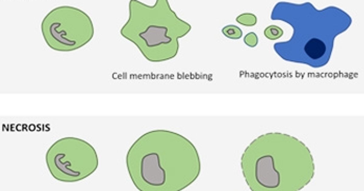 Trapping Microbes Live Cell Visualization Of Netosis
