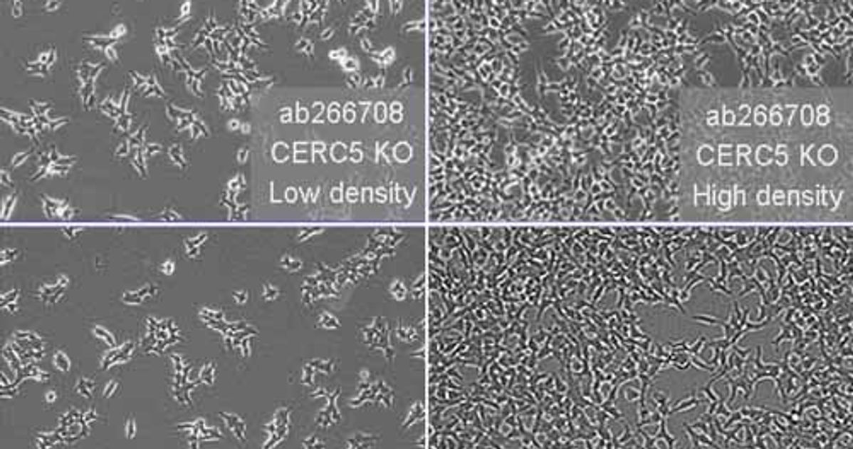 Human CECR5 knockout HEK293T cell line | SelectScience