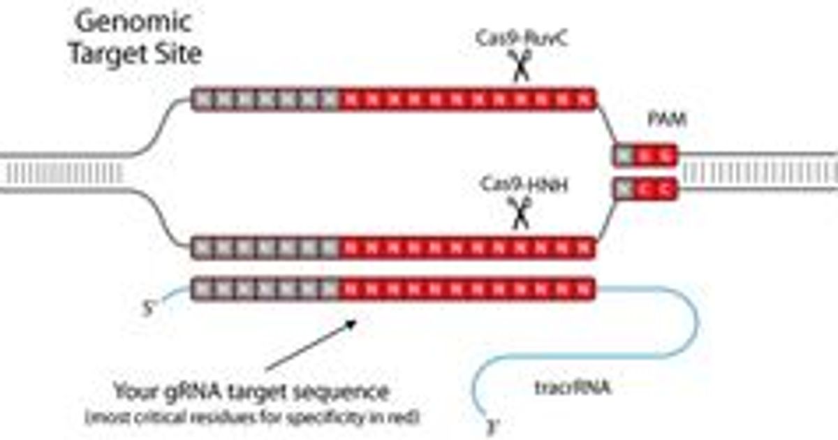 Sigma Life Science Launches CRISPR/Cas Genome Editing Tools