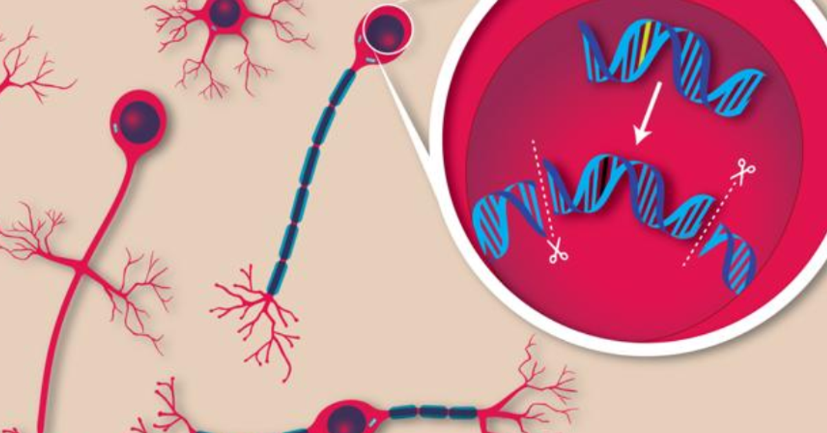 Gene editing reverses rare neurological disease in mice