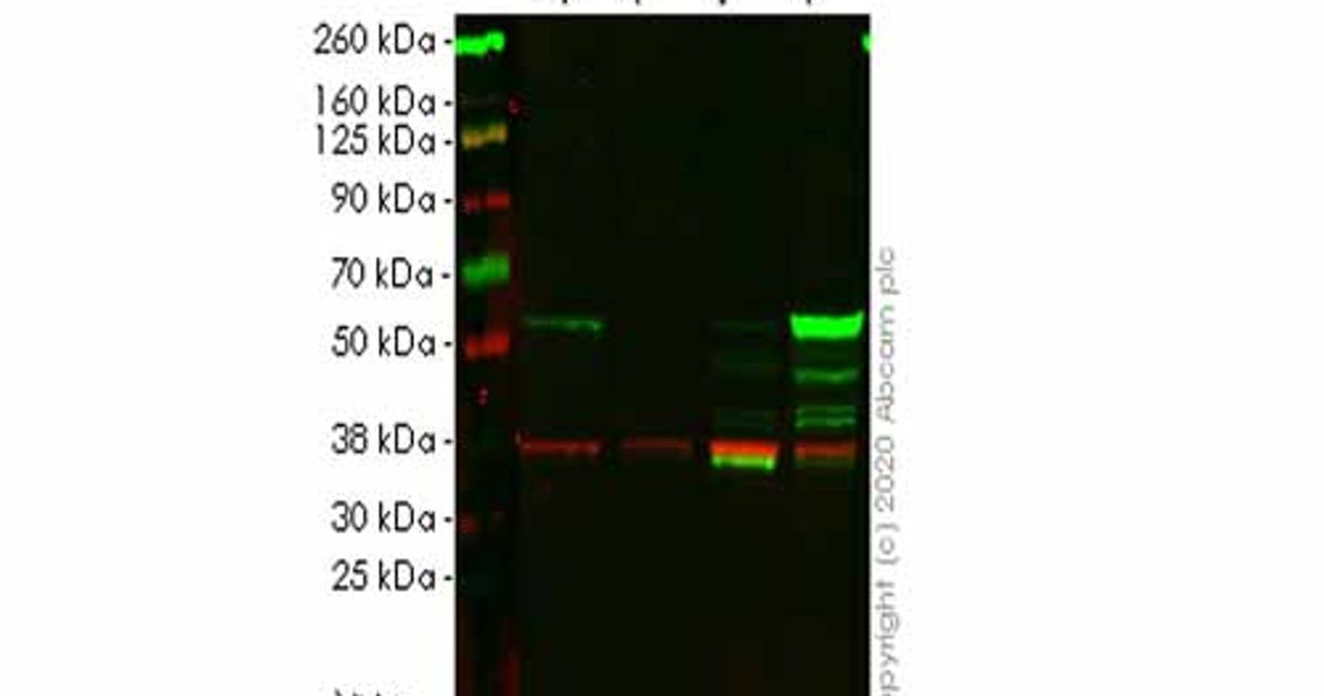 Human MPP1 knockout HEK293T cell line | SelectScience