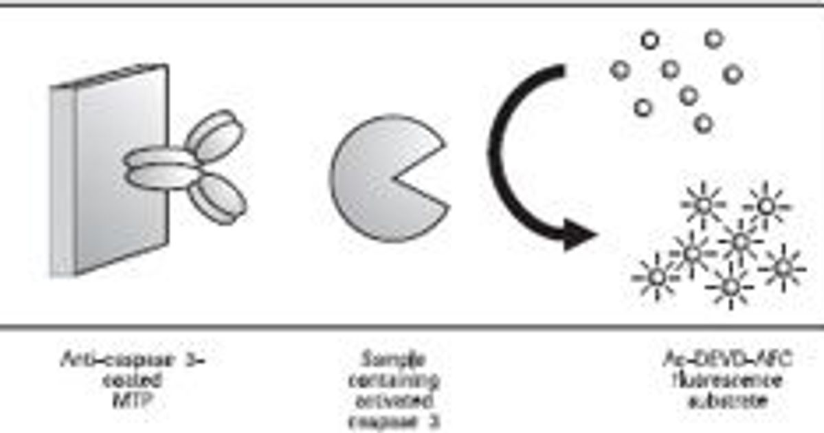 Caspase 3 Activity Assay reviews