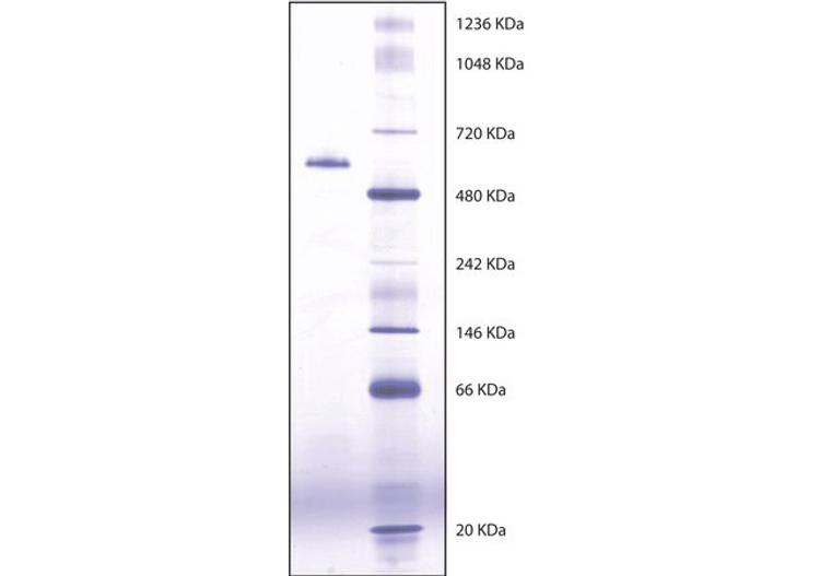 Precision Plus Protein Unstained Protein Standards #1610363 reviews