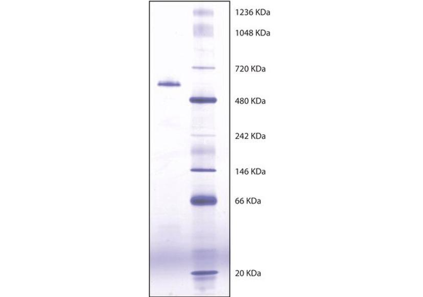 Precision Plus Protein Unstained Protein Standards #1610363 reviews