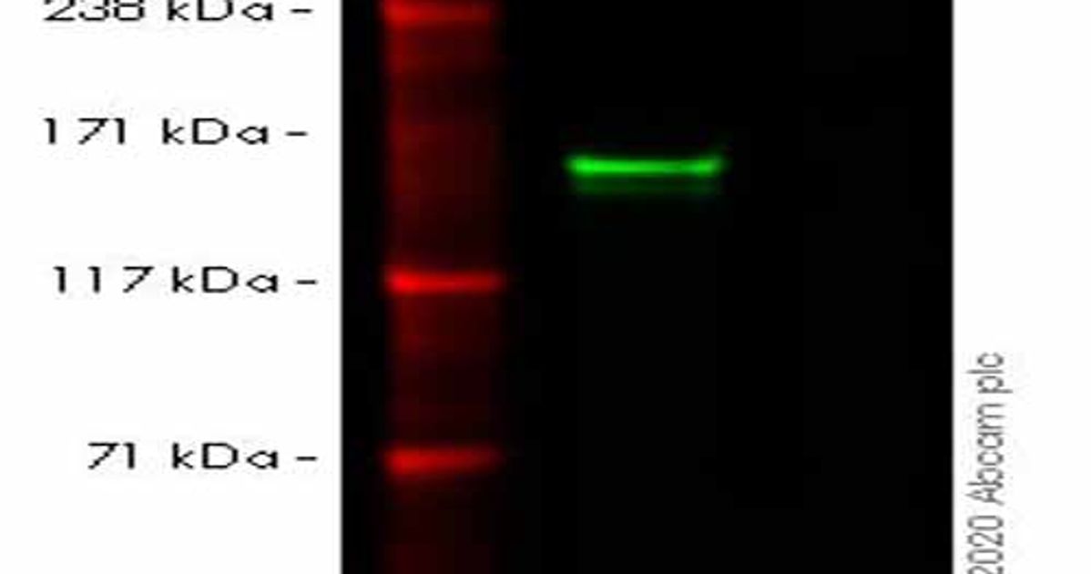 Human DIAPH1 knockout HEK293T cell line | SelectScience
