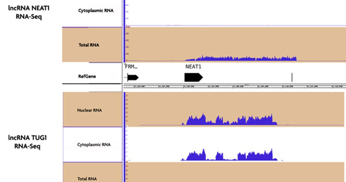 RNA Subcellular Isolation Kit