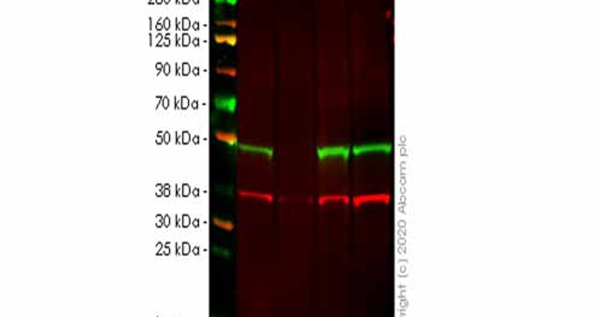 Human ERGIC3 knockout HEK293T cell line | SelectScience