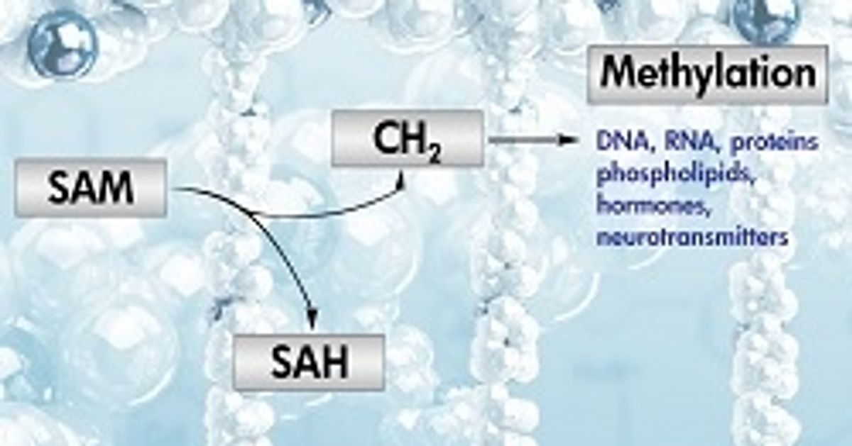 New Tools to Measure S-Adenosylmethionine (SAM) and Methylation Index