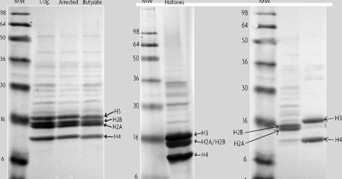 Histone Purification Kit