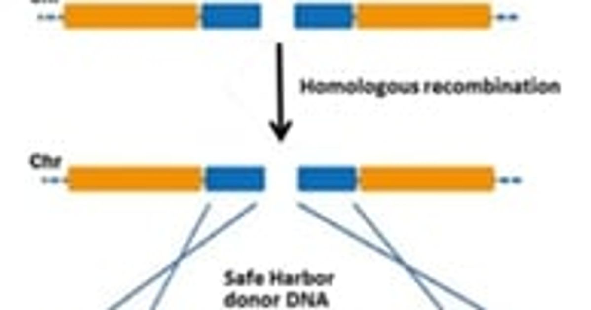 Mouse ROSA26 safe harbor gene knock-in kit and clones
