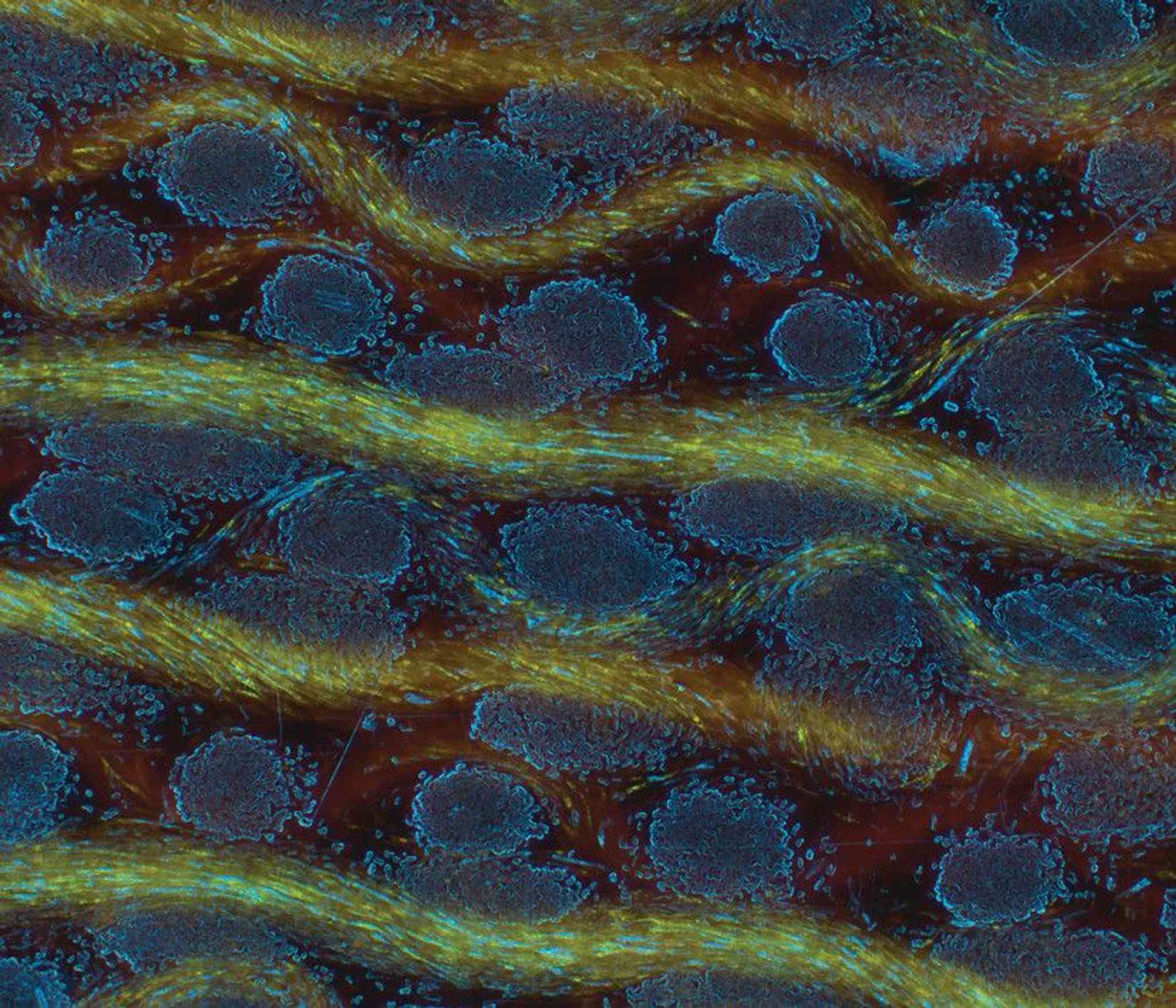 Microscopy for materials science