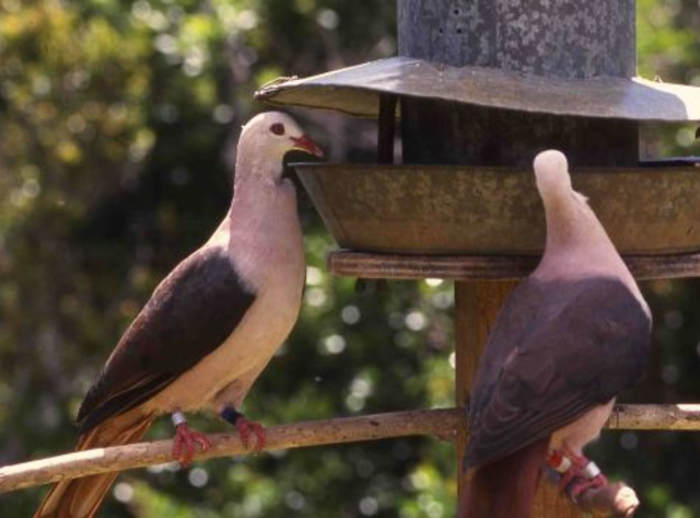 Gene editing offers transformative solution to saving endangered species