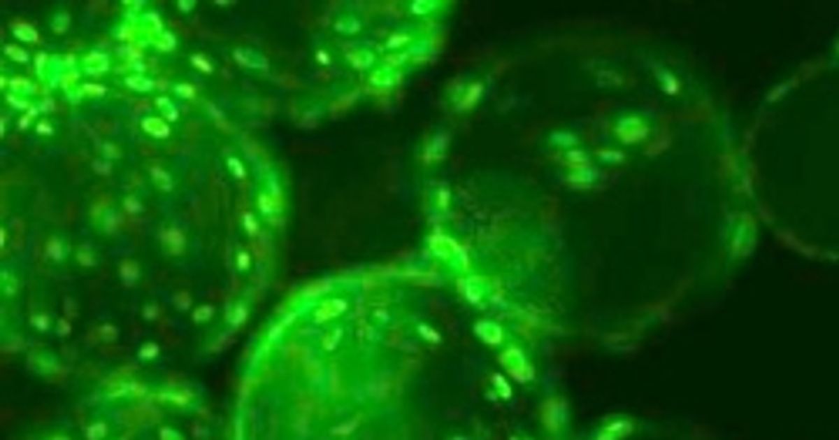 Corning Expands Microcarrier Product Line for Bioprocess Scale-up