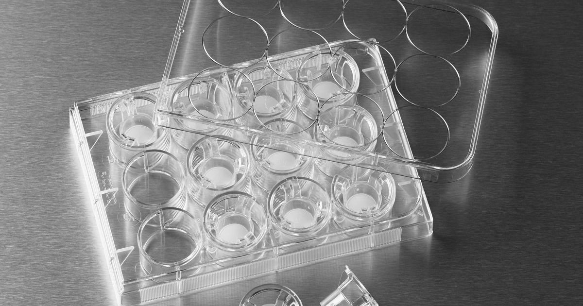 12 mm Transwell® with 0.4 µm Pore Polycarbonate Membrane Insert ...