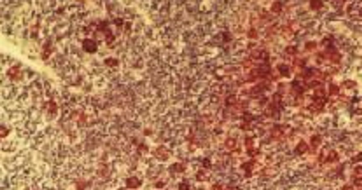 FAST RED Tablets reviews