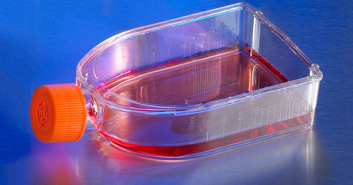 Corning® CellBIND® 75cm² U-Shaped Canted Neck Cell Culture Flask with ...