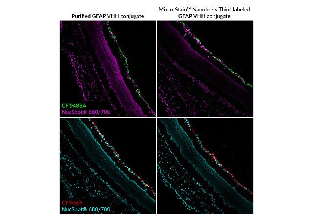 Mix-n-Stain™ Nanobody Thiol Labeling Kits