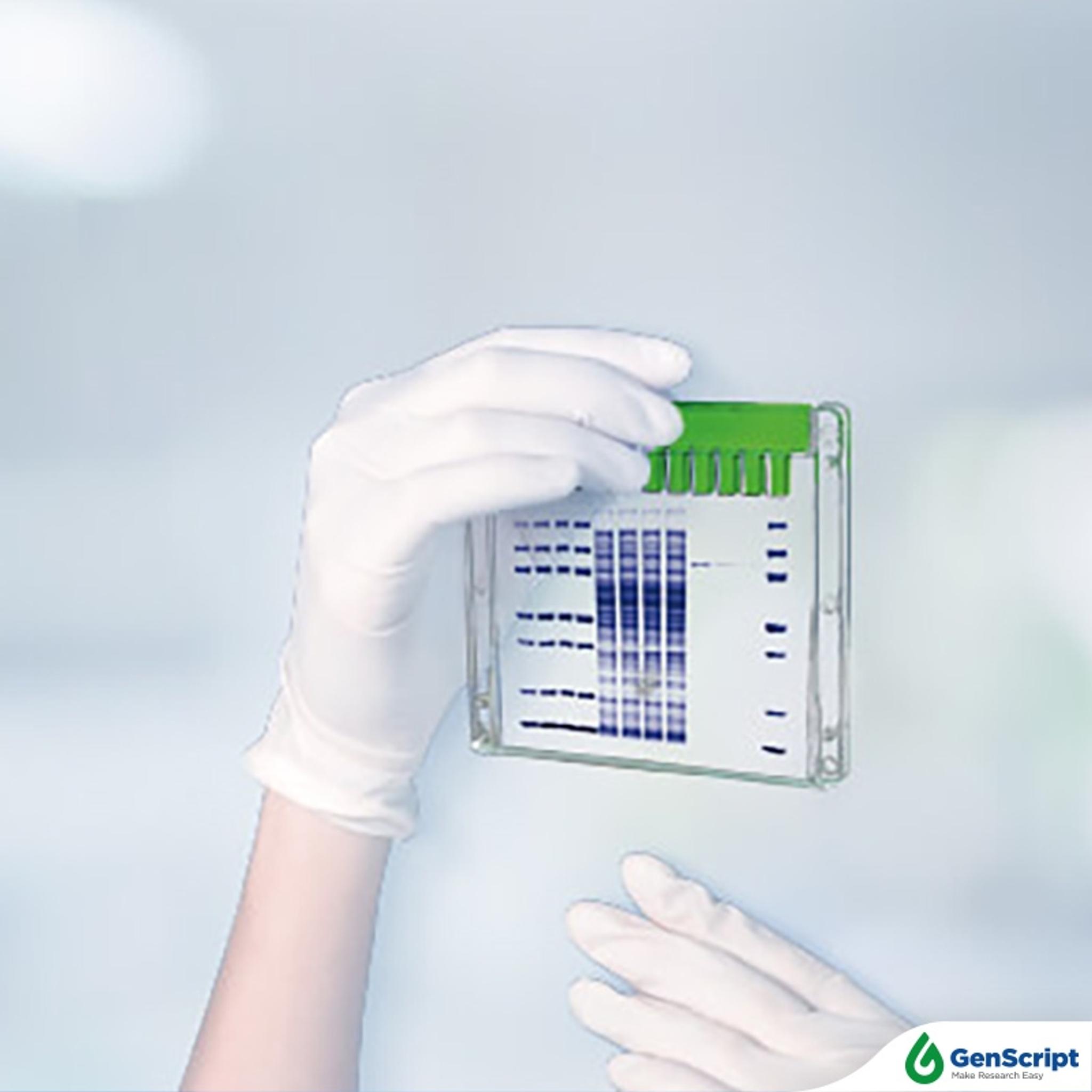 TurboCHO™ High Throughput Platform (Upgraded to 2.0 version starting at 5BDs)