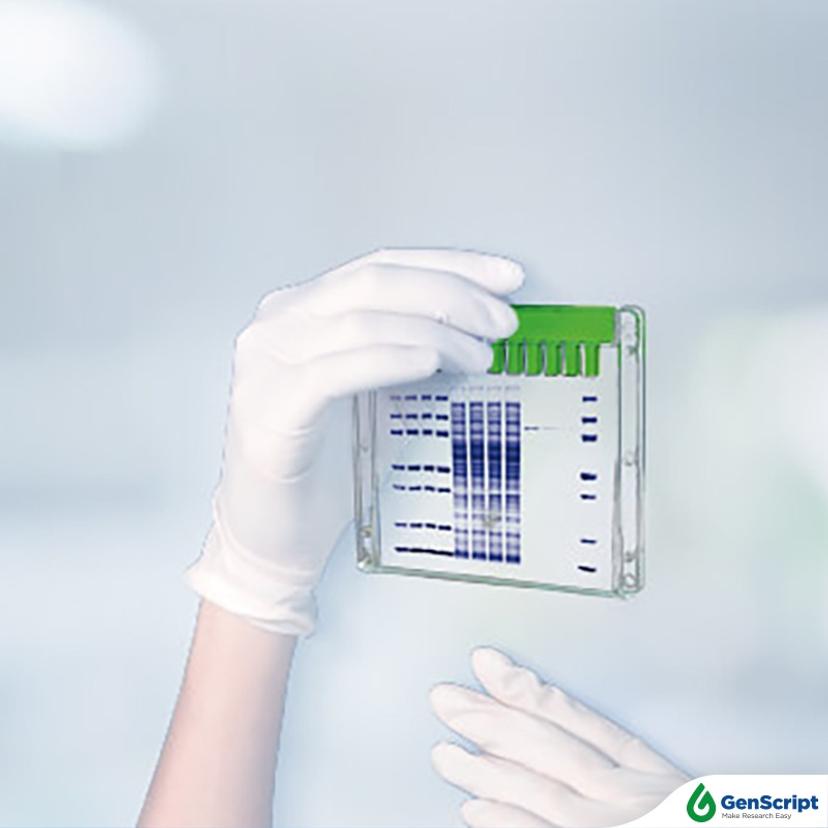 GenScript Products, Equipment and Reviews