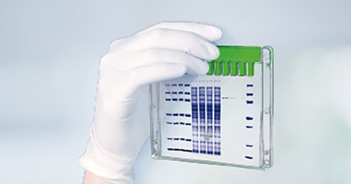 Genscript Precast Gels