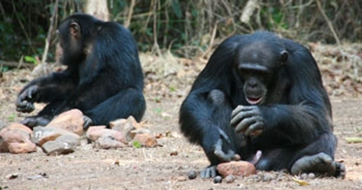 Artificial intelligence used to recognize primate behaviors in the wild