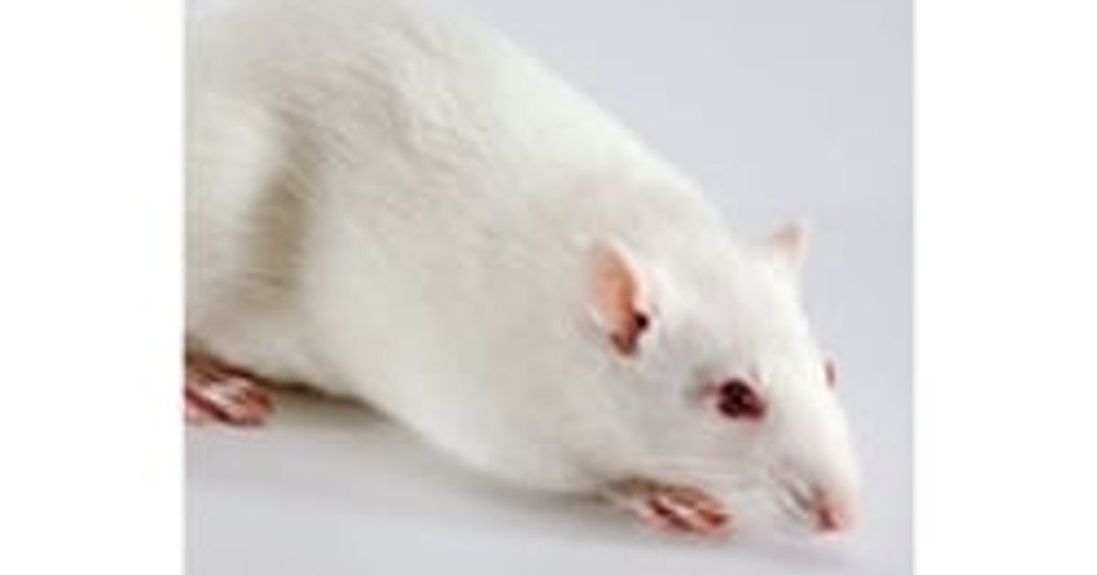 Tyrosine Hydroxylase (TH)-Cre Rat reviews