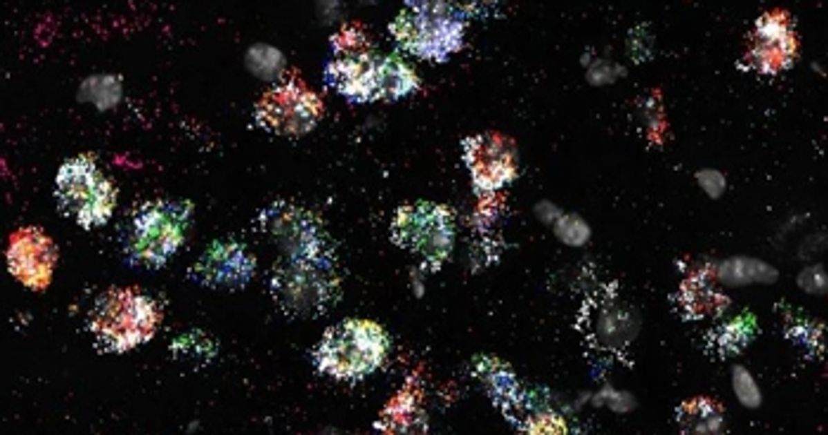 New RNA in situ hybridization application guide for single-cell analysis