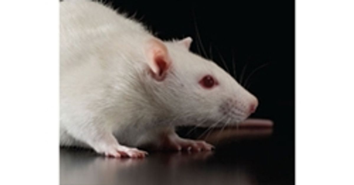 Cox1 Knockout Rat reviews