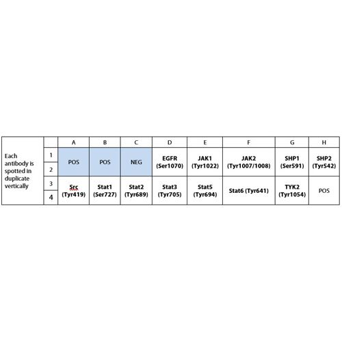 Human JAK/STAT Pathway Phosphorylation Array C1 | SelectScience