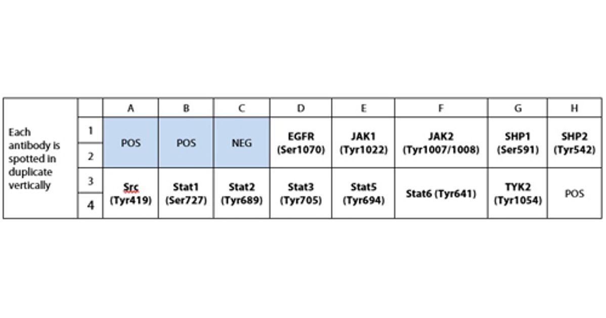 Human JAK/STAT Pathway Phosphorylation Array C1