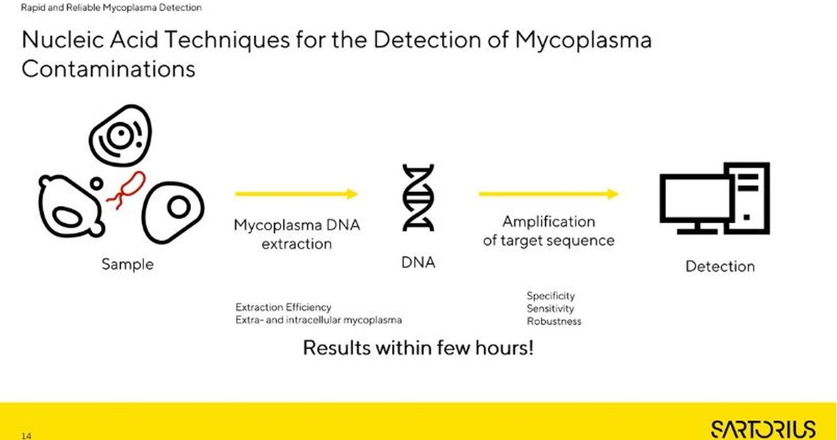 Understanding the invisible threat: Mycoplasma contamination in cell ...