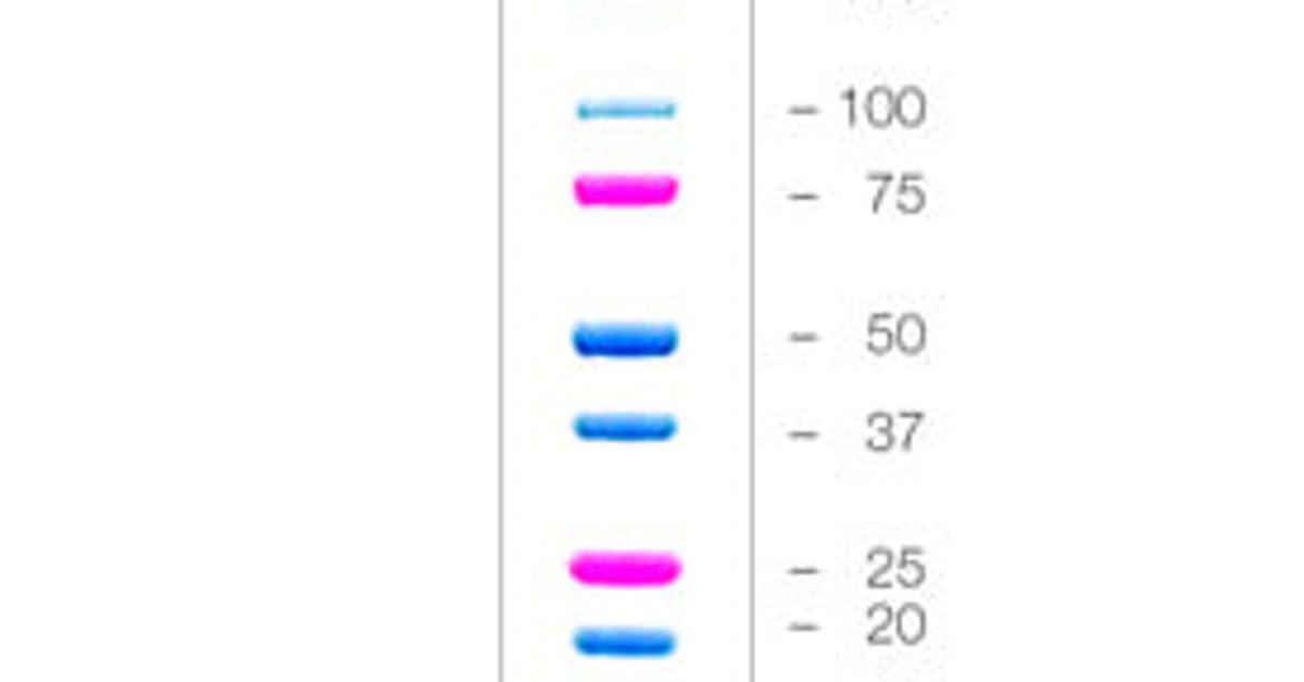 Precision Plus Protein Dual Color Standards #1610374 reviews