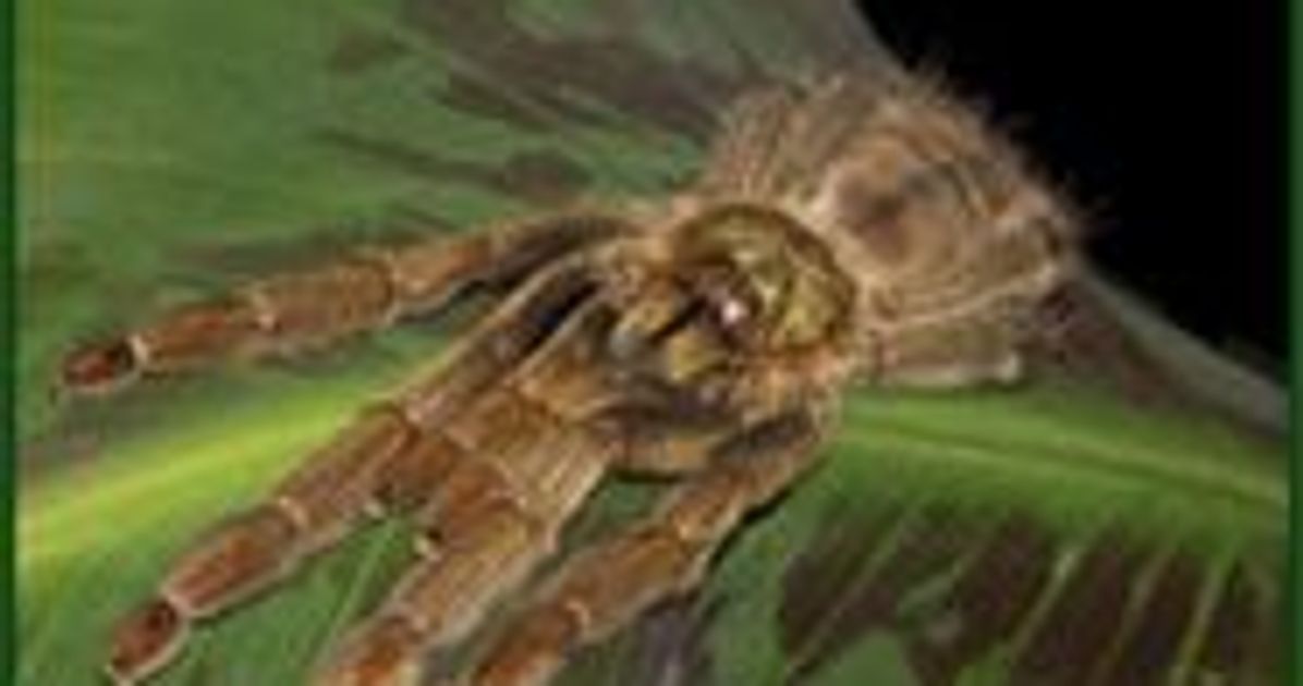 New Format for Venom Discovery Arrays