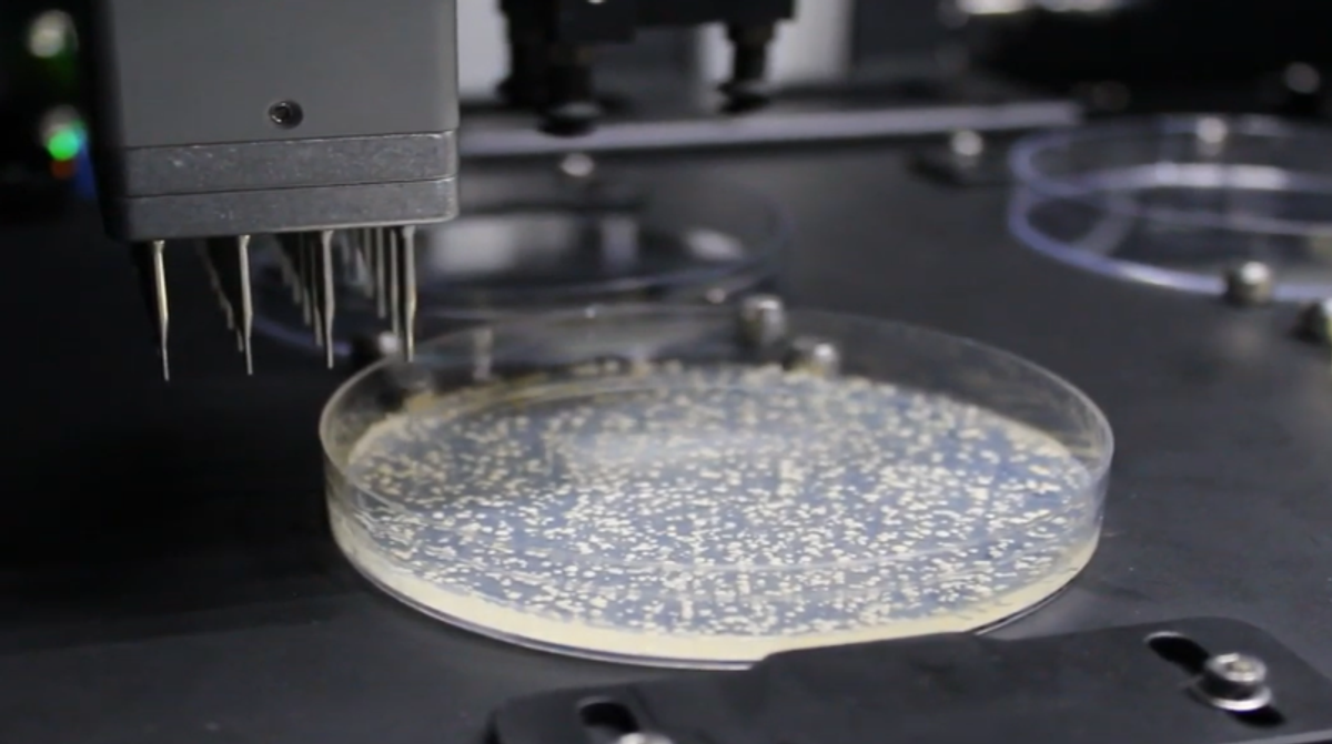 Video: K6 3 colony picker product demo