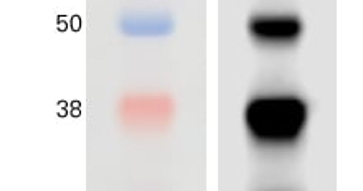 Buy WesternSure Pre-stained Chemiluminescent Protein Ladder Read Reviews