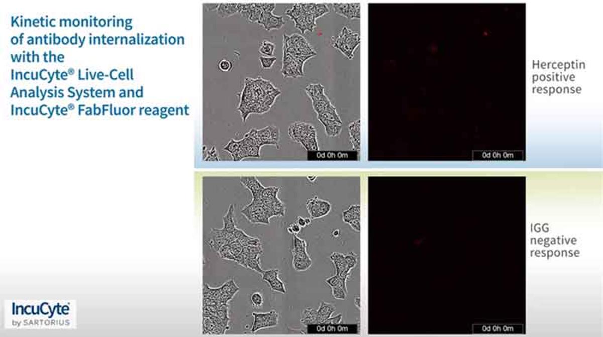 Antibody internalization with the IncuCyte Live-Cell Analysis System